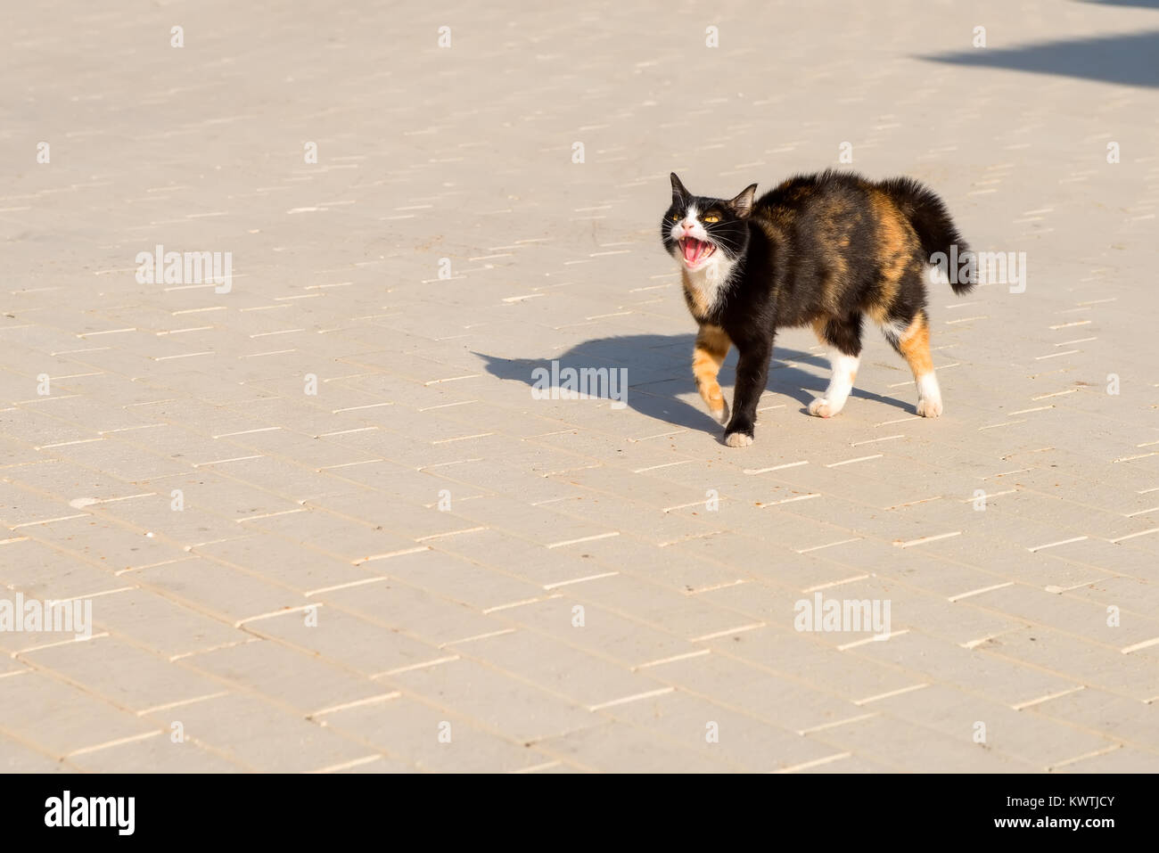 Happy mew hi-res stock photography and images - Alamy