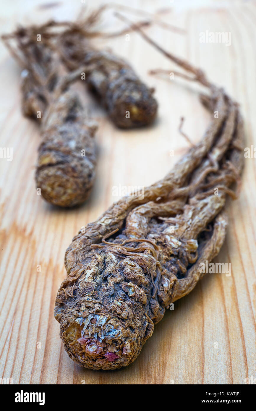 Angelica sinensis hi-res stock photography and images - Alamy