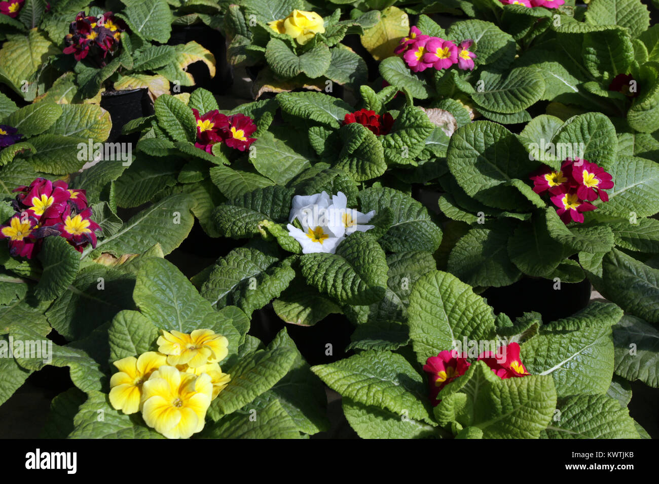 Primula. Primrose. Field with Spring flower Primula with green leafs ...