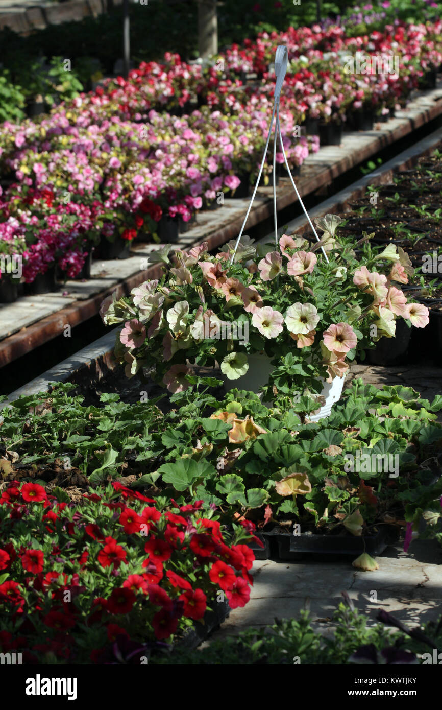 Petunia. Field with spring and summer flowers in hanging pots in a ...