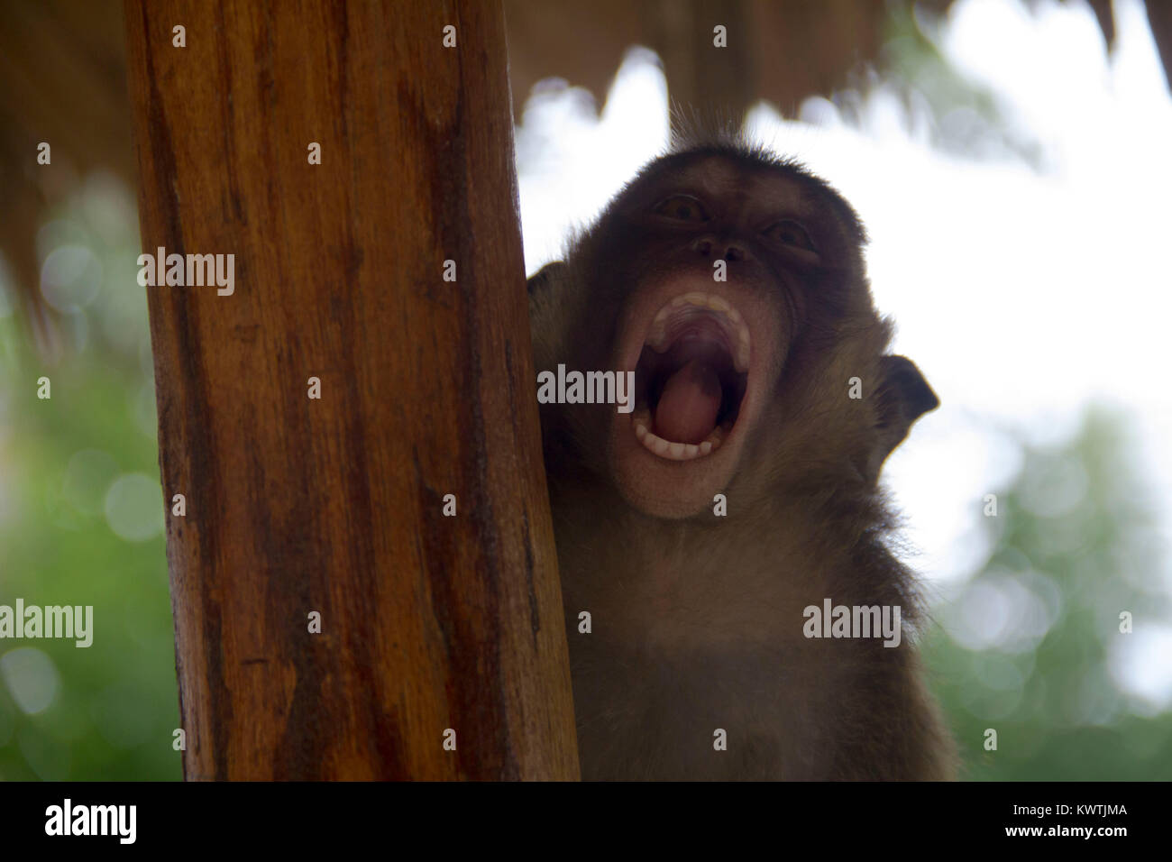 Sleepy monkey hi-res stock photography and images - Alamy