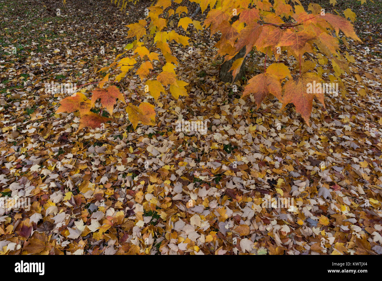 Golden sycamore leaves on hi-res stock photography and images - Alamy