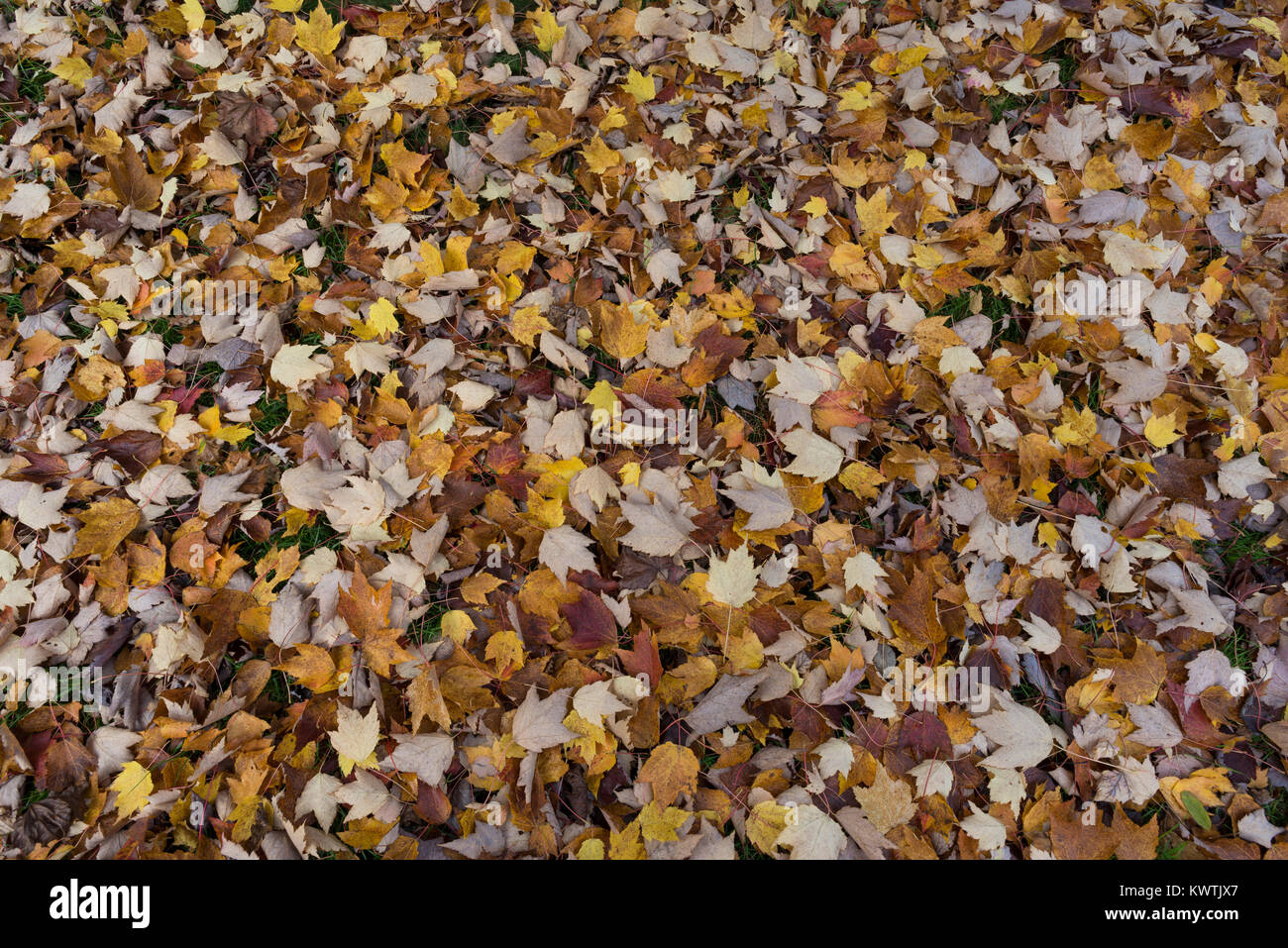 Red Sycamore Leaf Among Yellow Stock Photo - Alamy