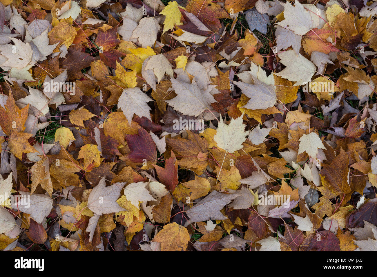 Red Sycamore Leaf Among Yellow Stock Photo - Alamy
