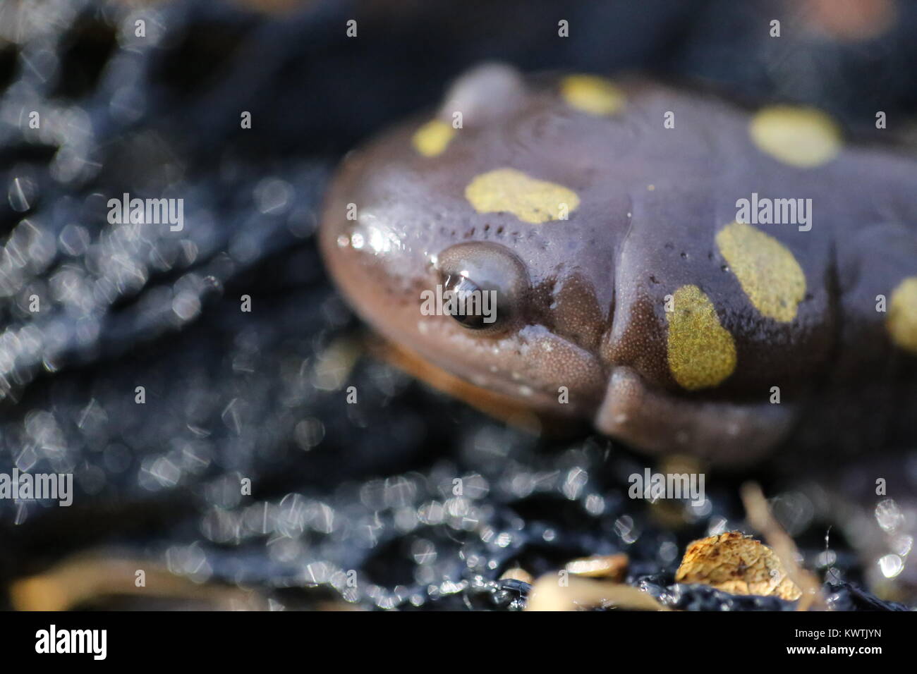 Spotted salamanders hi-res stock photography and images - Alamy