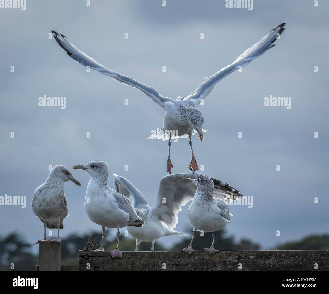 Seagulls in flight Stock Photo - Alamy