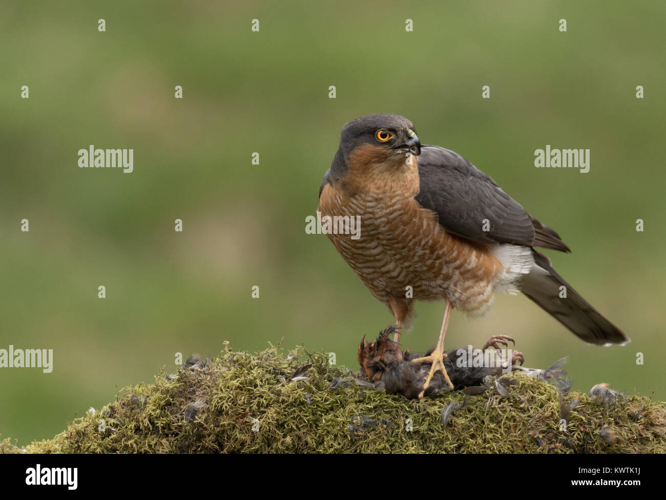 Sparrowhawk wild hi-res stock photography and images - Alamy