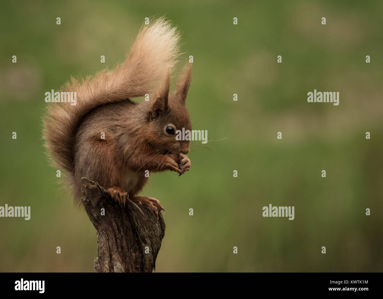 Squirrel eating chestnut hi-res stock photography and images - Alamy