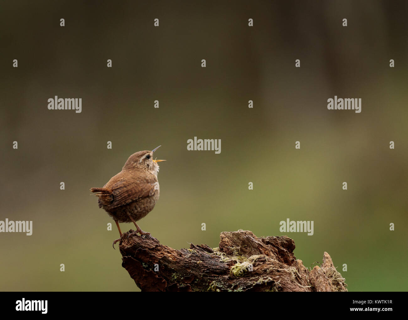 Aviculture hi-res stock photography and images - Alamy