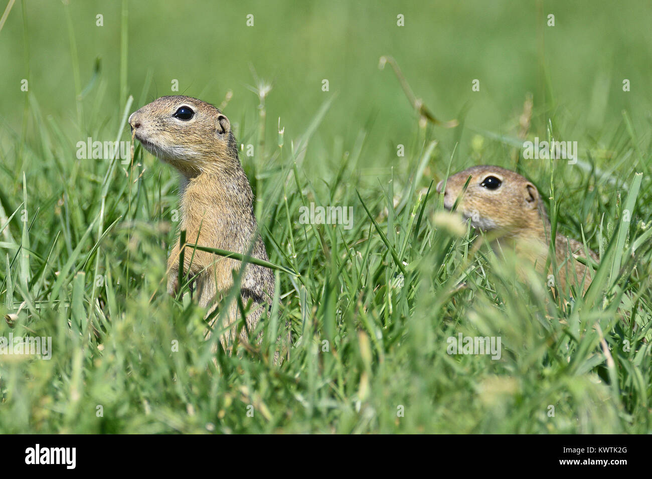 Gopher is an endemic species of the continent, and European fauna ...