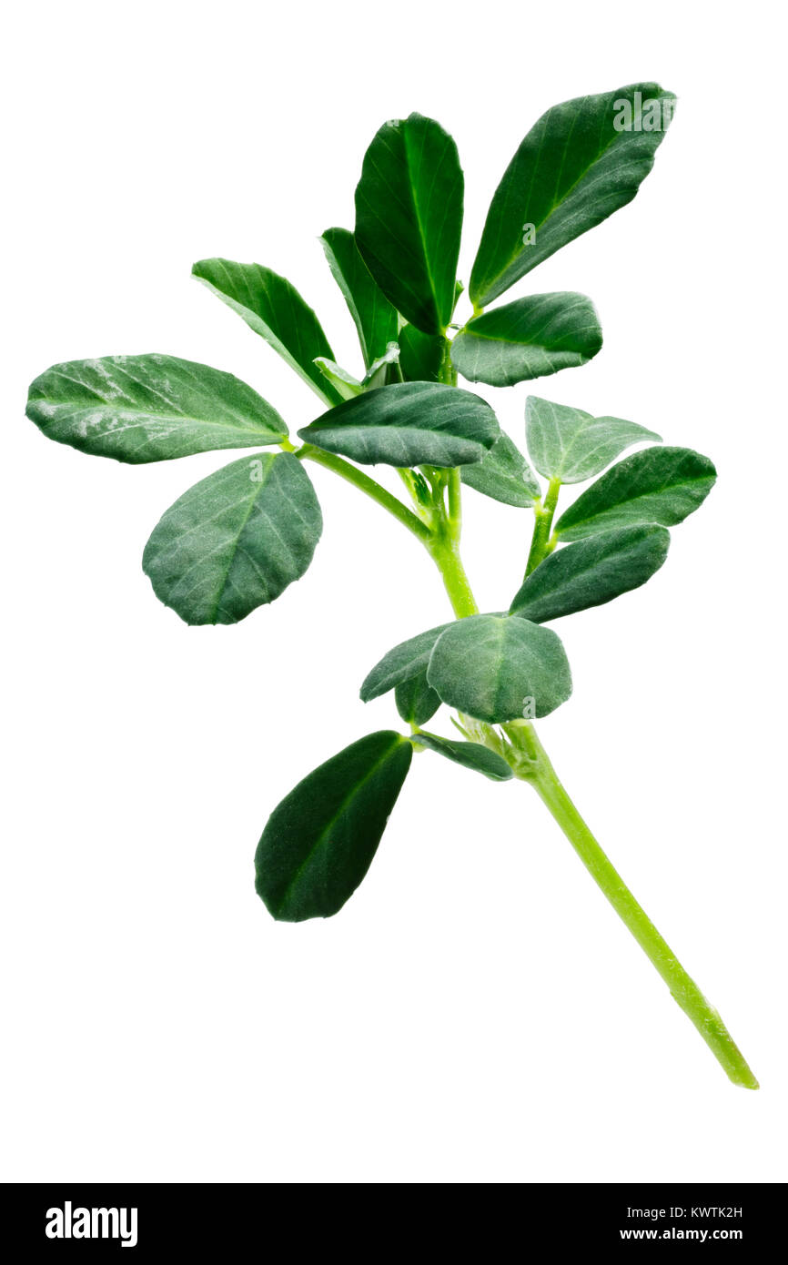 Fenugreek (Trigonella foenum-graecum) plant with leaves . Clipping ...