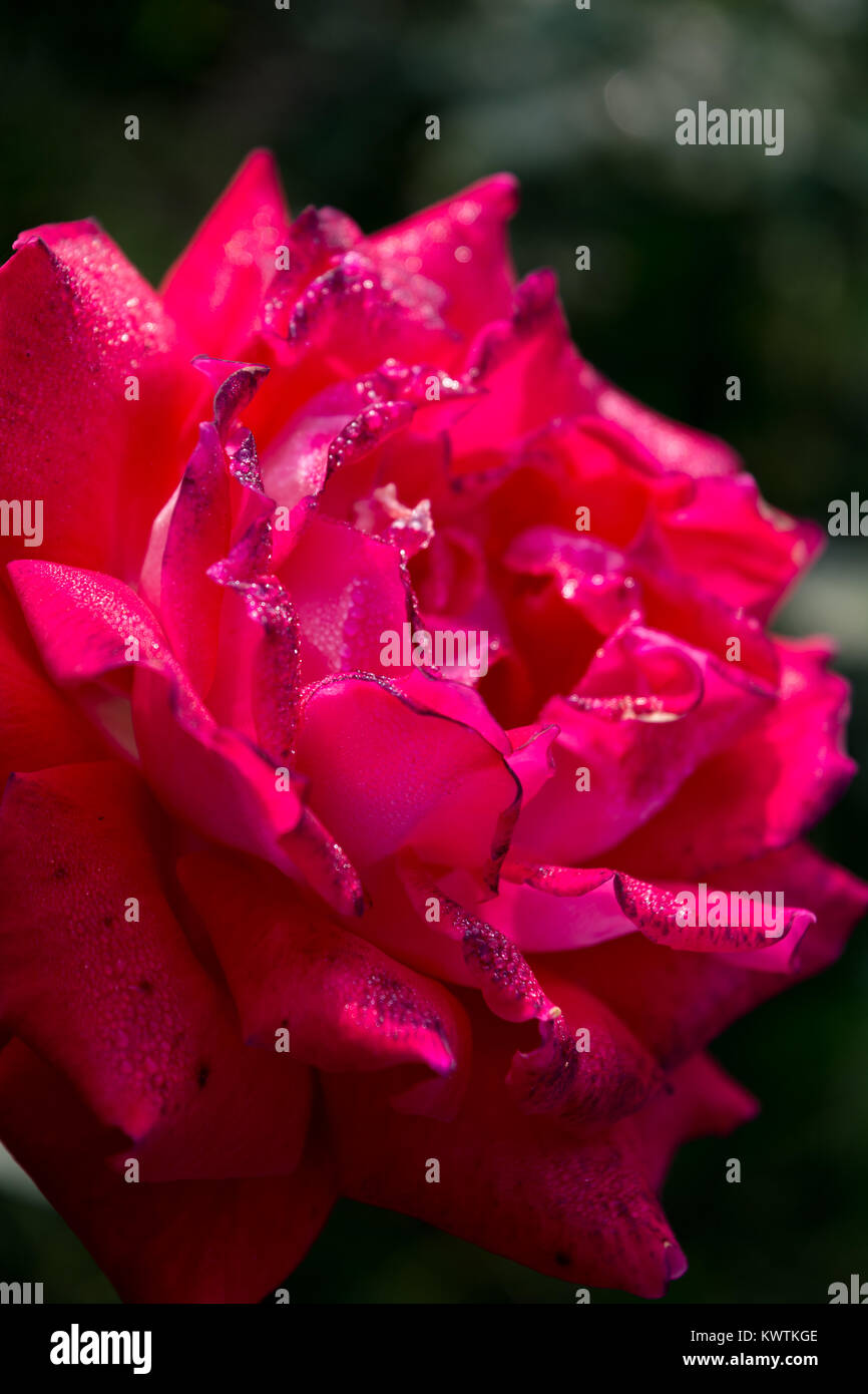 Crimson red rose Flower in garden Central park Stock Photo - Alamy