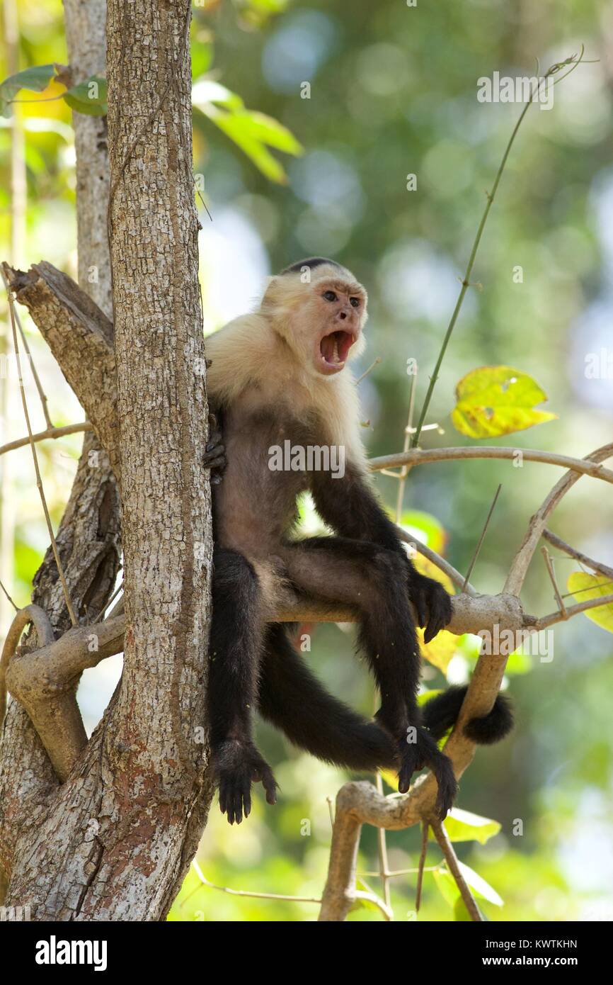 Male White-faced Capuchin Monkey (Cebus capucinus) threatening from ...