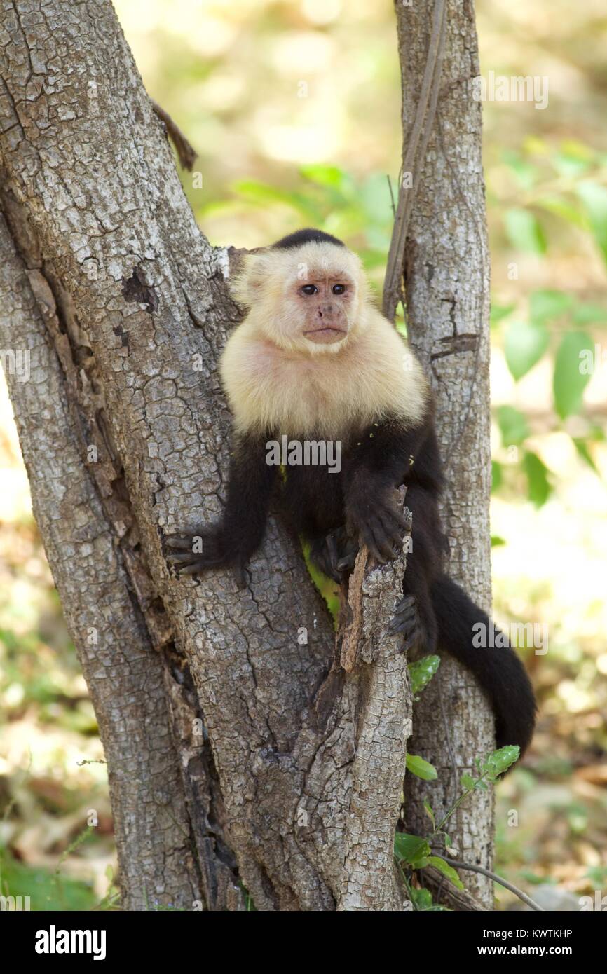 White-faced Capuchin Monkey (Cebus capucinus) in tree, Las Mareas ...