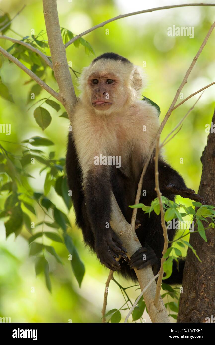 Male White-faced Capuchin Monkey (Cebus capucinus) in tree, Las Mareas ...