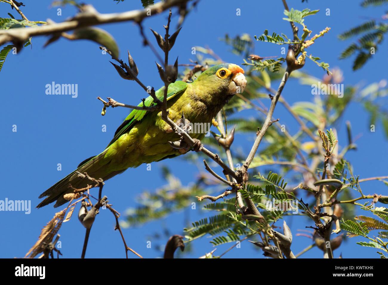 Orange-fronted Parakeet (Aratinga canicularis) eating tree buds, Las ...
