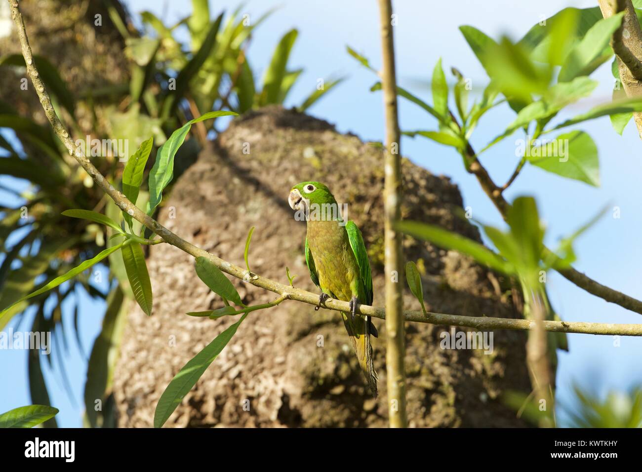 Olive-throated Parakeet (Aratinga nana) perched in tree, Costa Rica ...