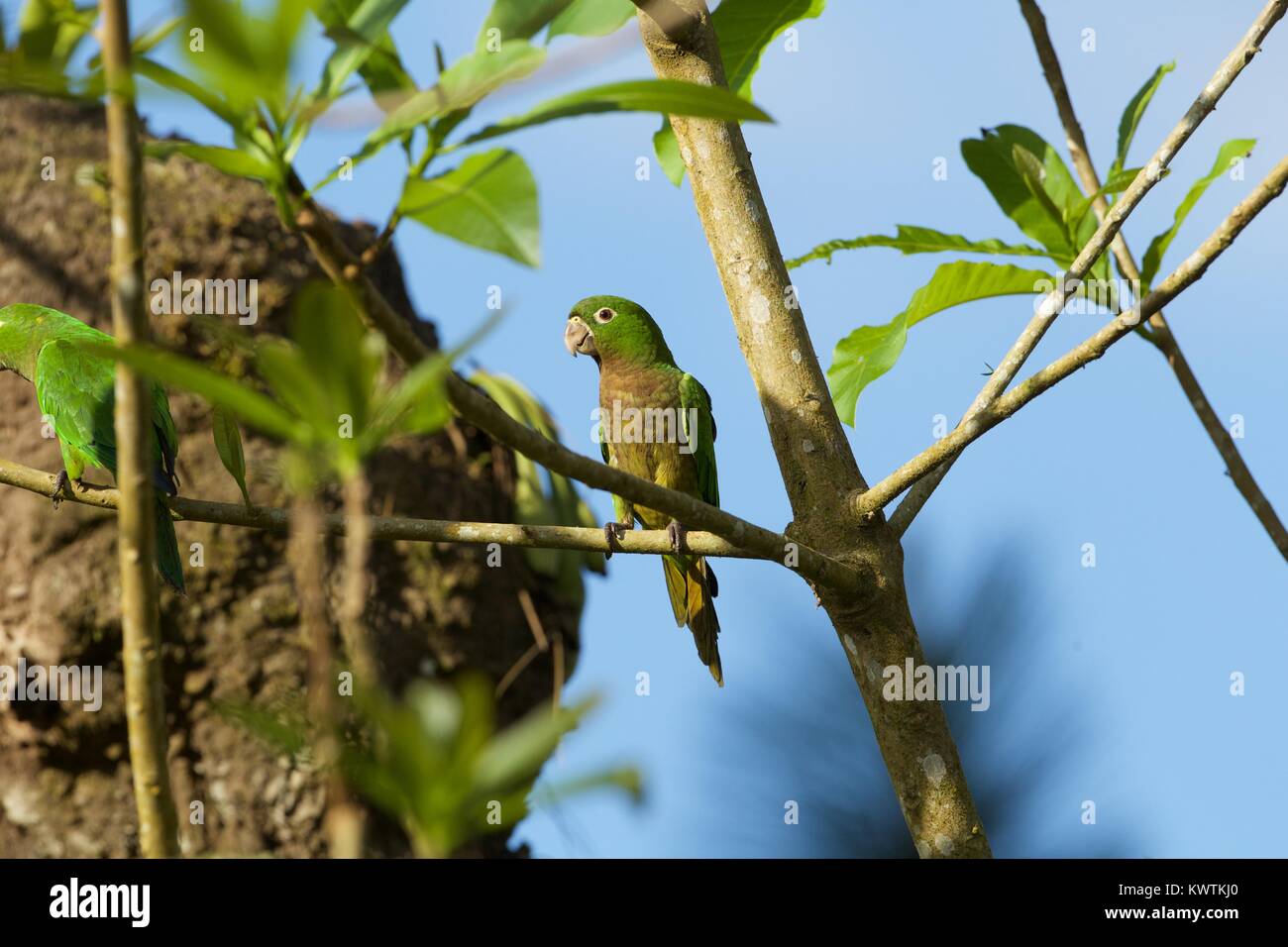 Olive-throated Parakeet (Aratinga nana) perched in tree, Costa Rica ...
