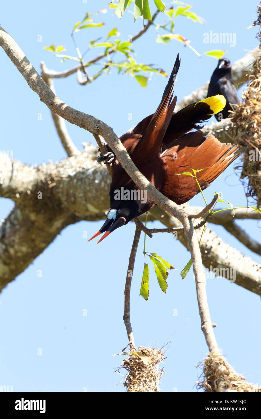 Male Montezuma Oropendola (Psarocolius montezuma) displaying at nest ...