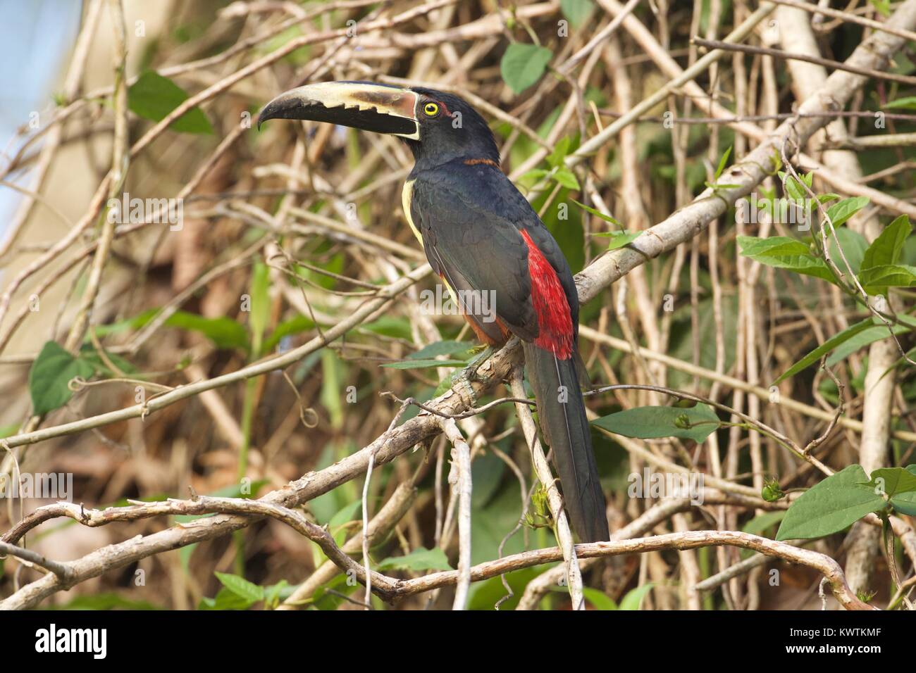 Collared Aracari (Pteroglossus torquatus) perched on branch, Dos Rios ...