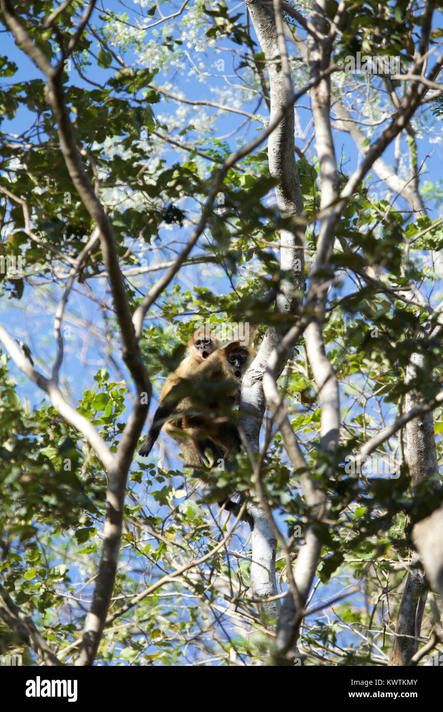 Spider monkeys hi-res stock photography and images - Alamy