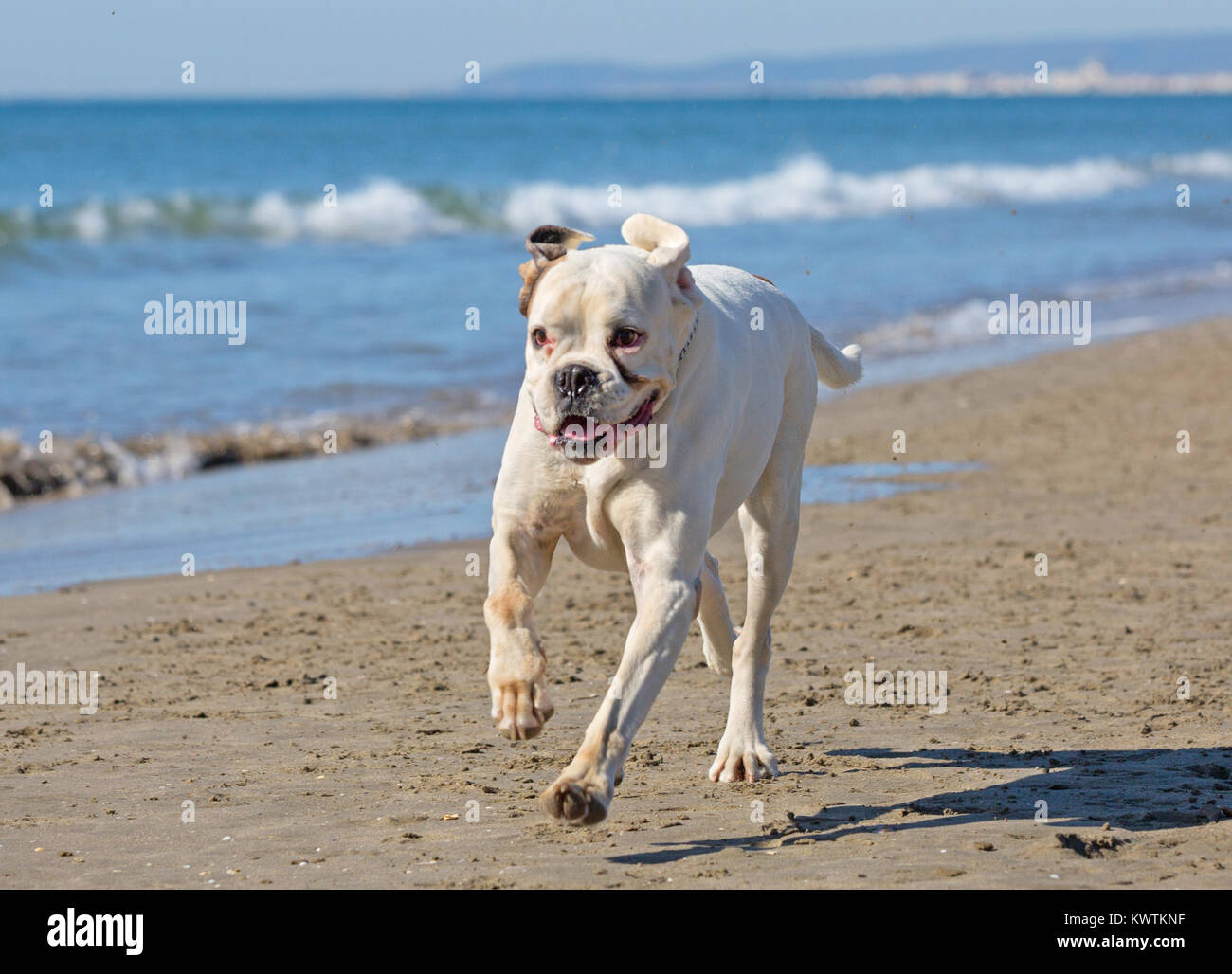 white boxer running on the beach in september Stock Photo - Alamy