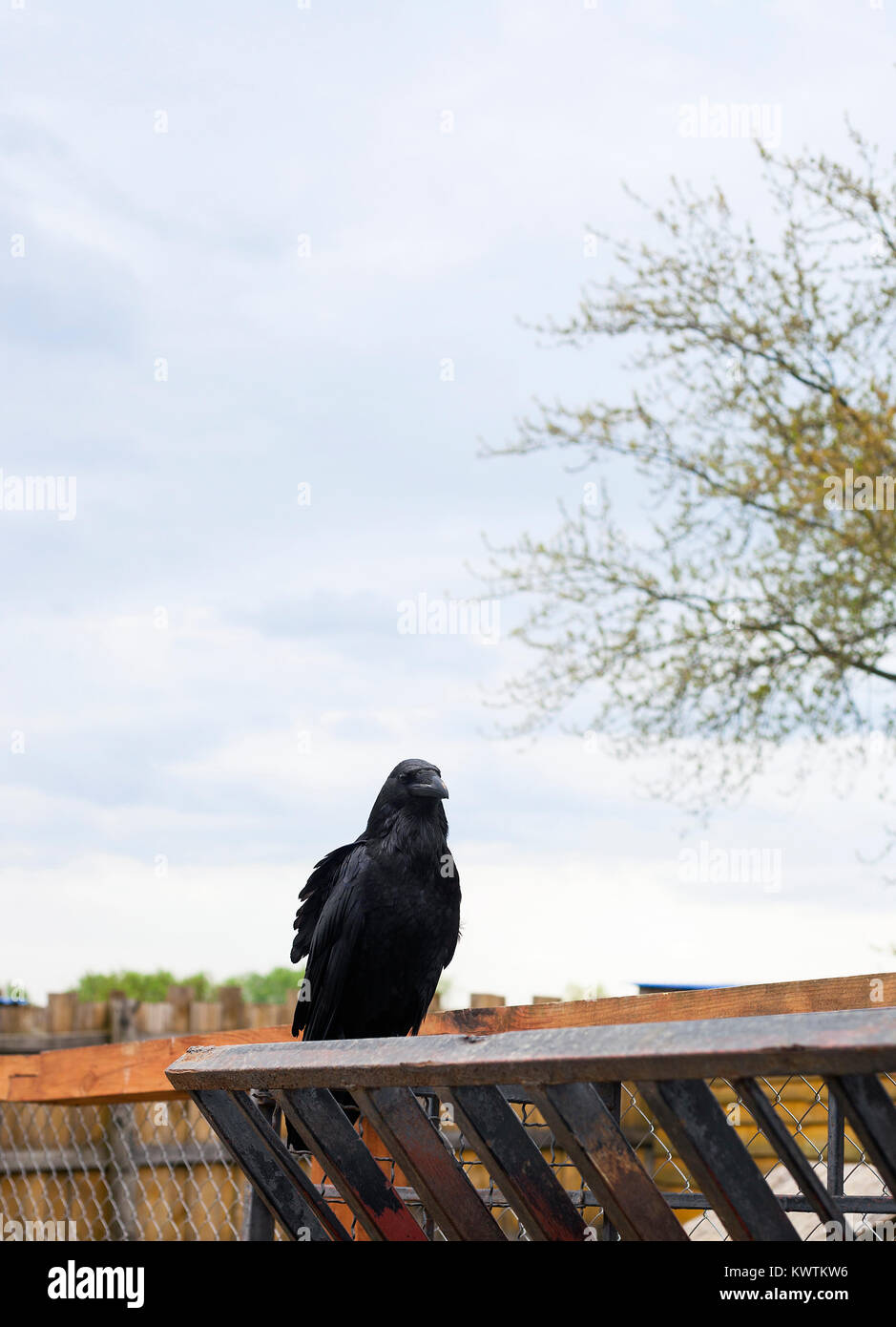 Raven corvus corax sits hi-res stock photography and images - Alamy