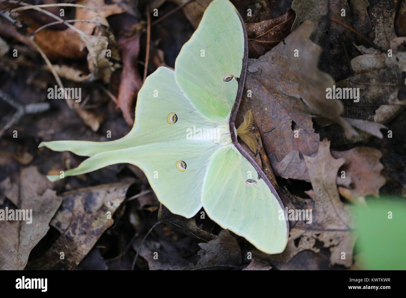 Moths flying night hi-res stock photography and images - Alamy