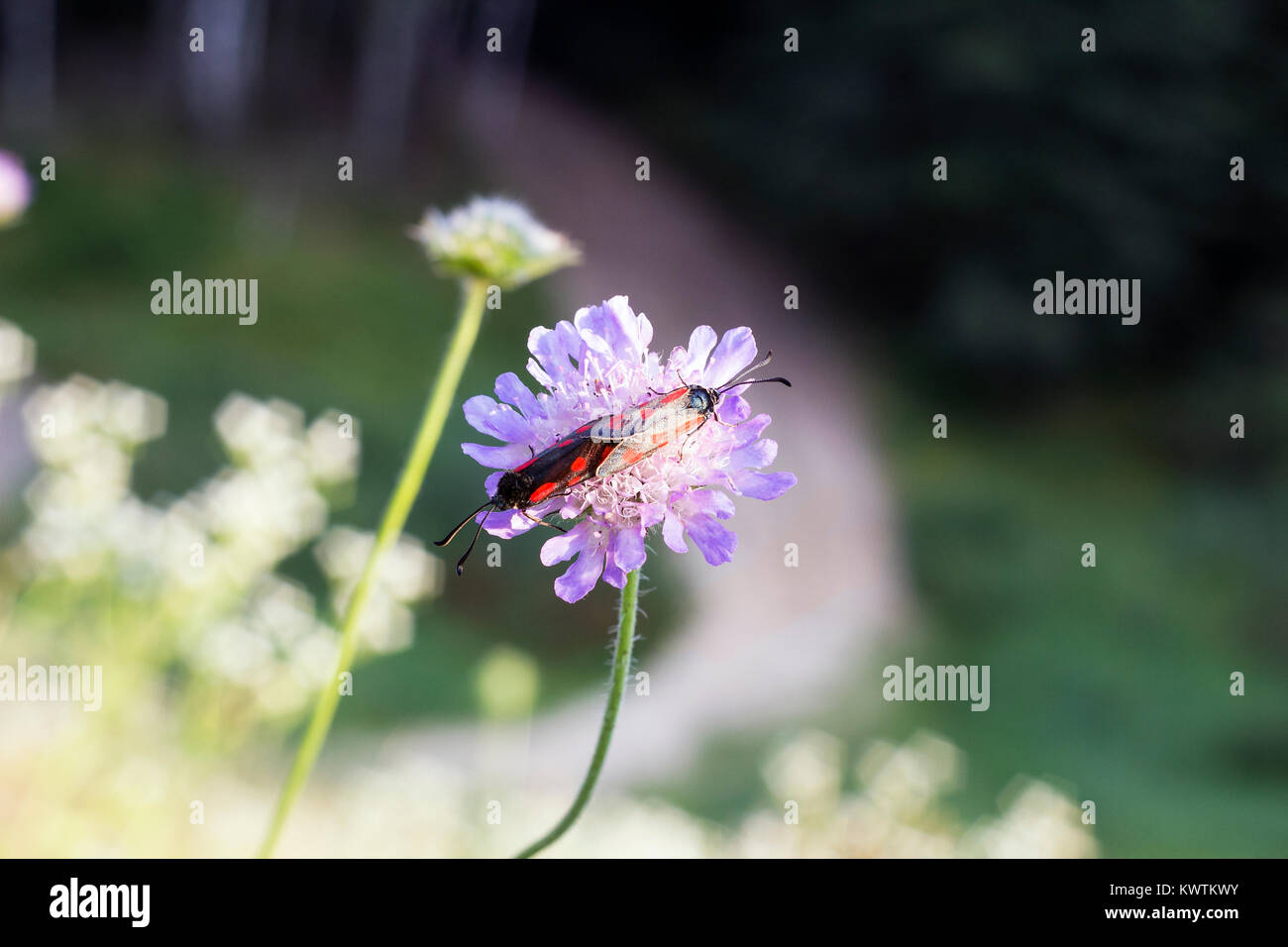 Gray butterfly with red spots Six-spot burnet. Mating of Zygaena ...