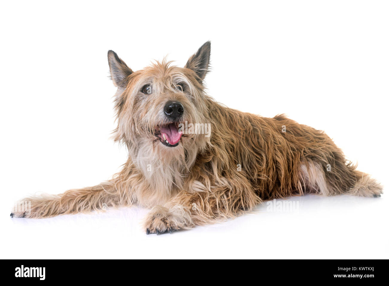 picardy shepherd in front of white background Stock Photo - Alamy