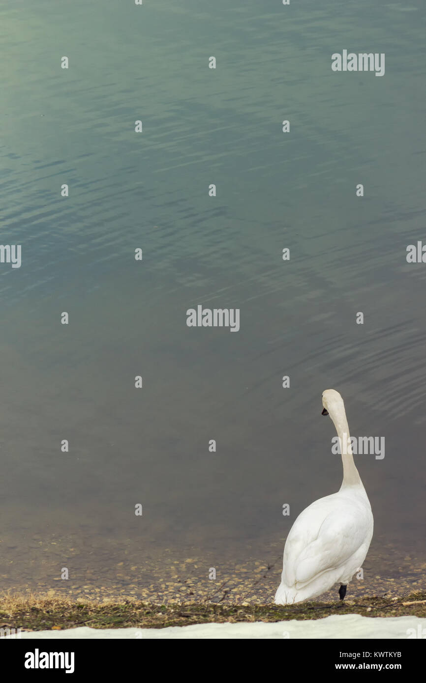 One lonely swan standing by the lake Stock Photo - Alamy