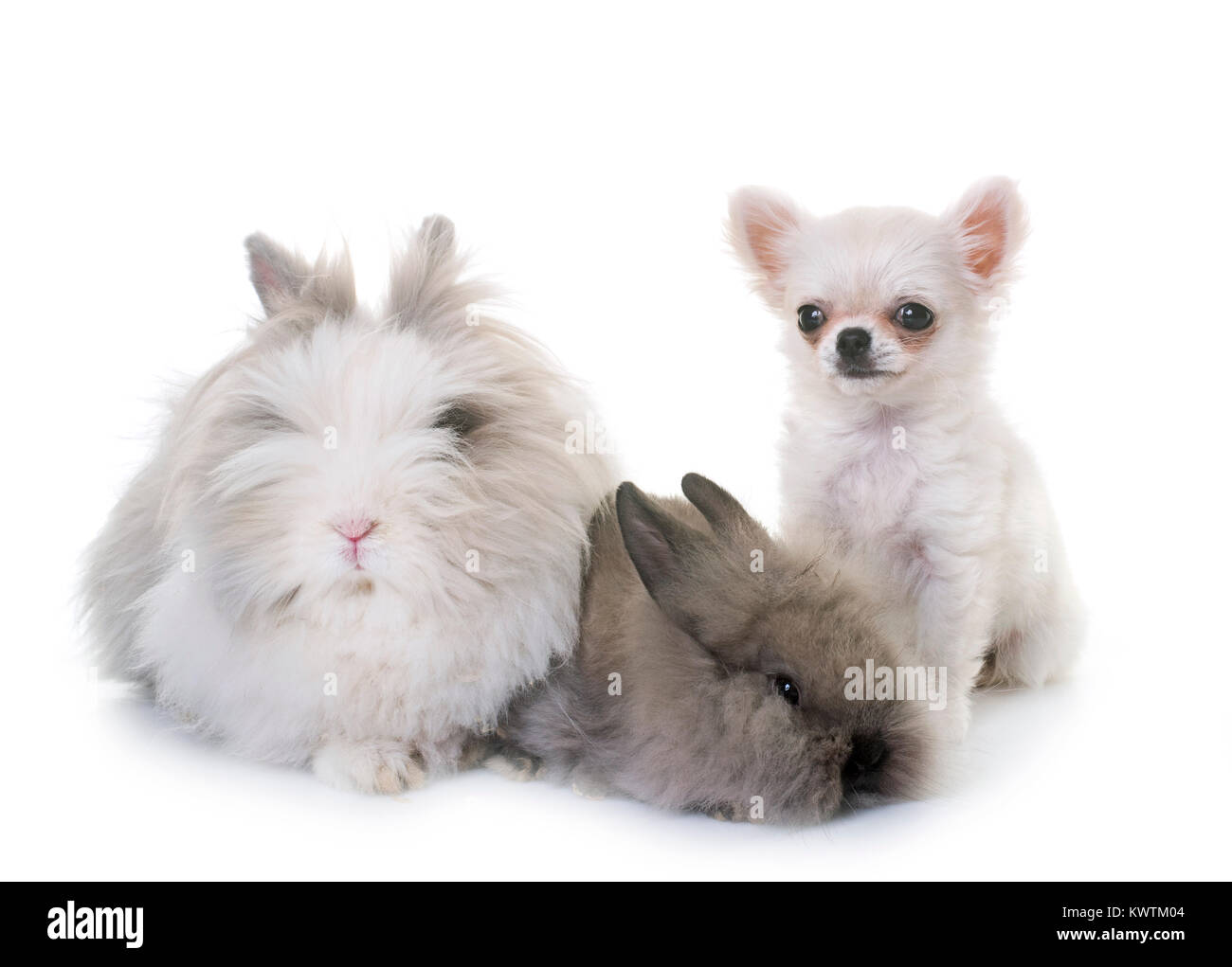 dwarf rabbit and puppy chihuahua in studio Stock Photo - Alamy