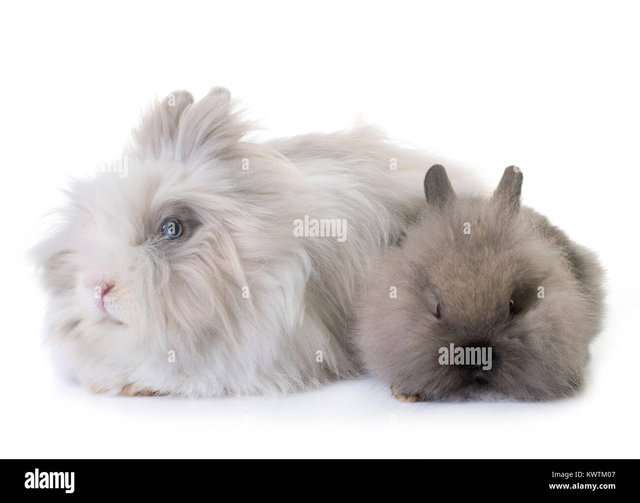 dwarf rabbits in front of white background Stock Photo - Alamy