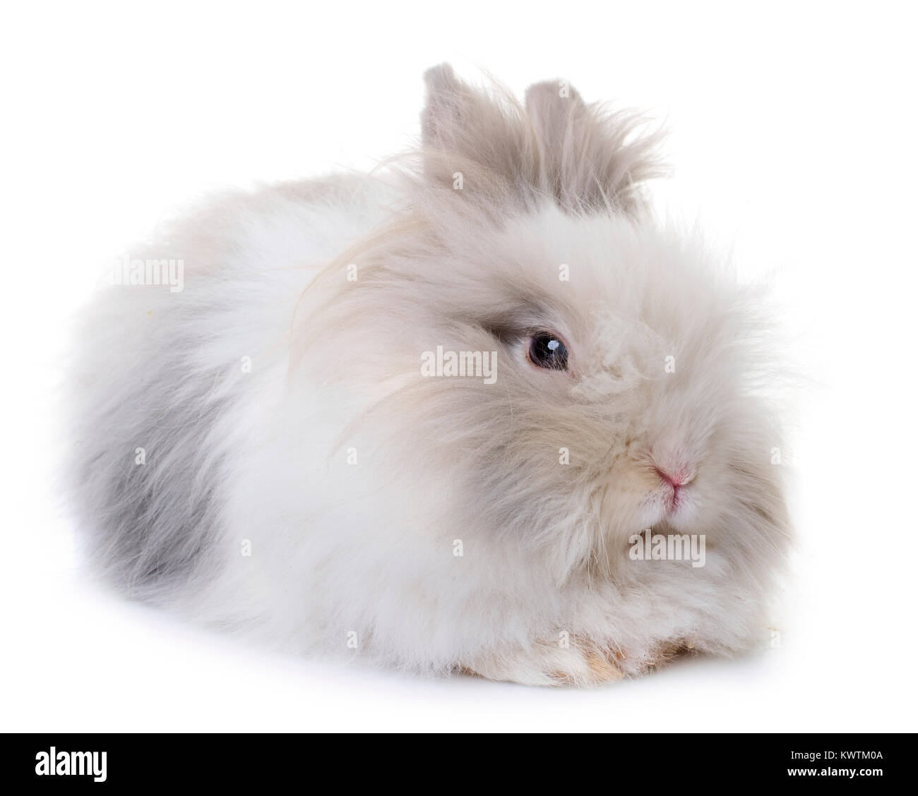 dwarf rabbit in front of white background Stock Photo - Alamy