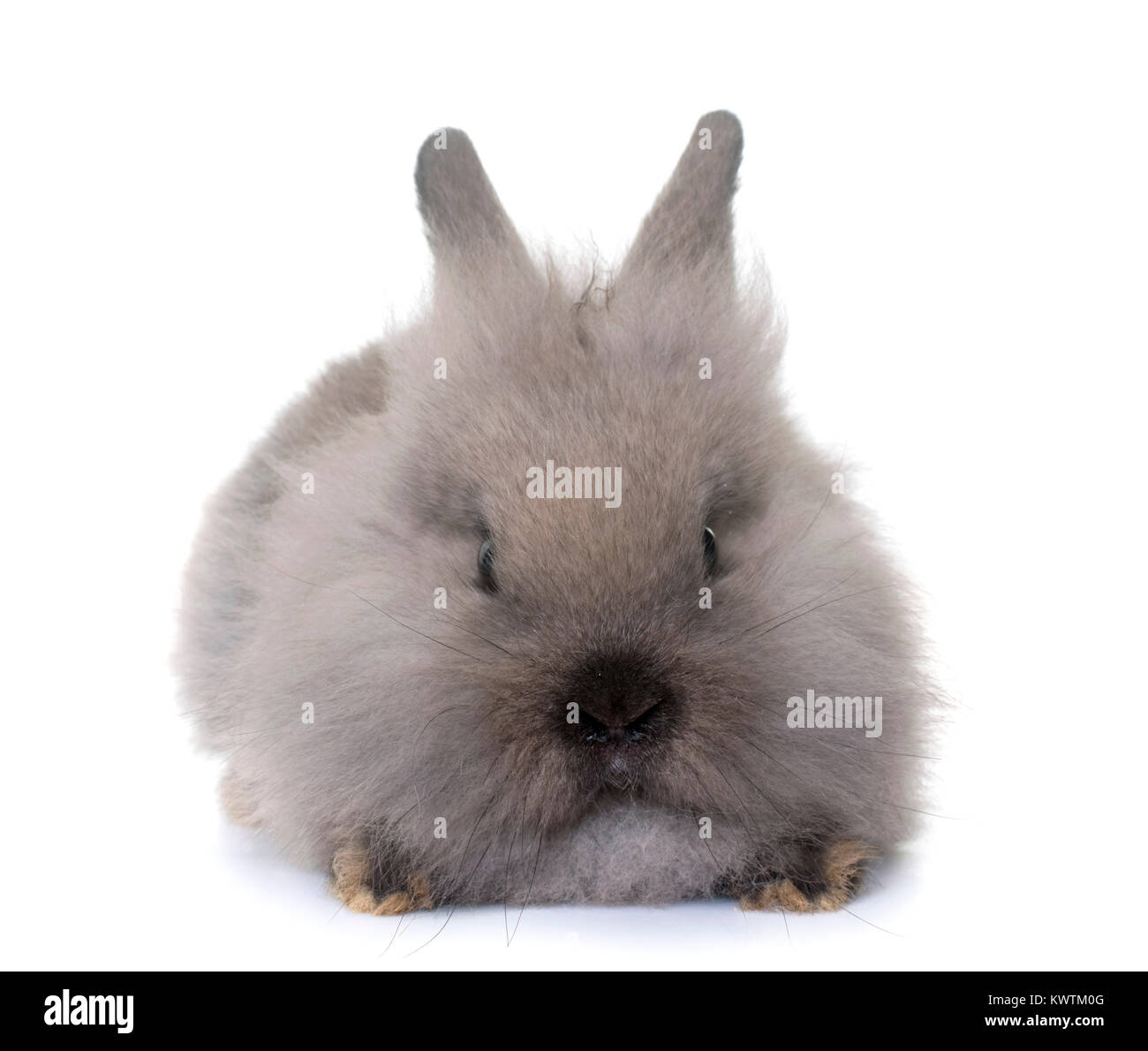 dwarf rabbit in front of white background Stock Photo - Alamy
