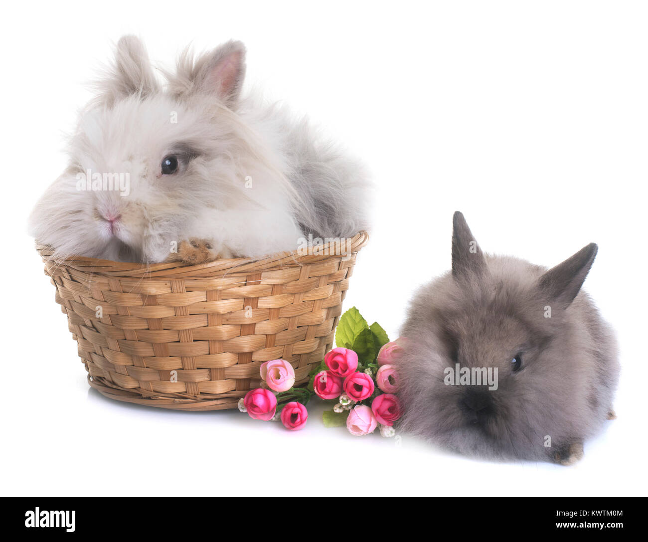 dwarf rabbit in front of white background Stock Photo - Alamy