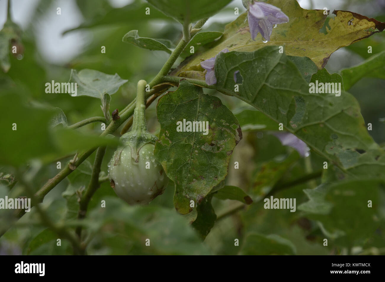 Egg fruit tree hi-res stock photography and images - Alamy