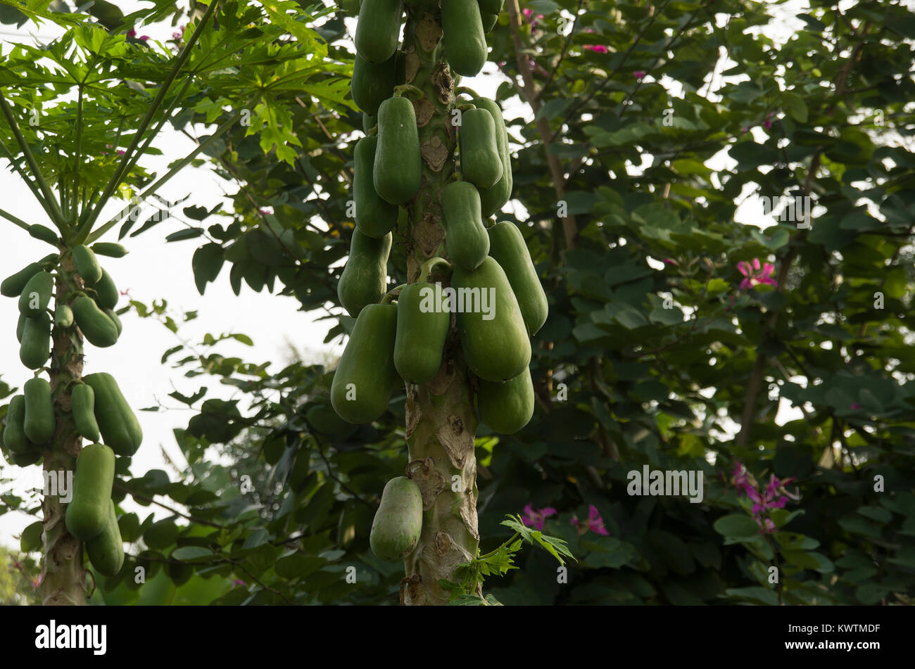 Egg fruit tree hi-res stock photography and images - Alamy
