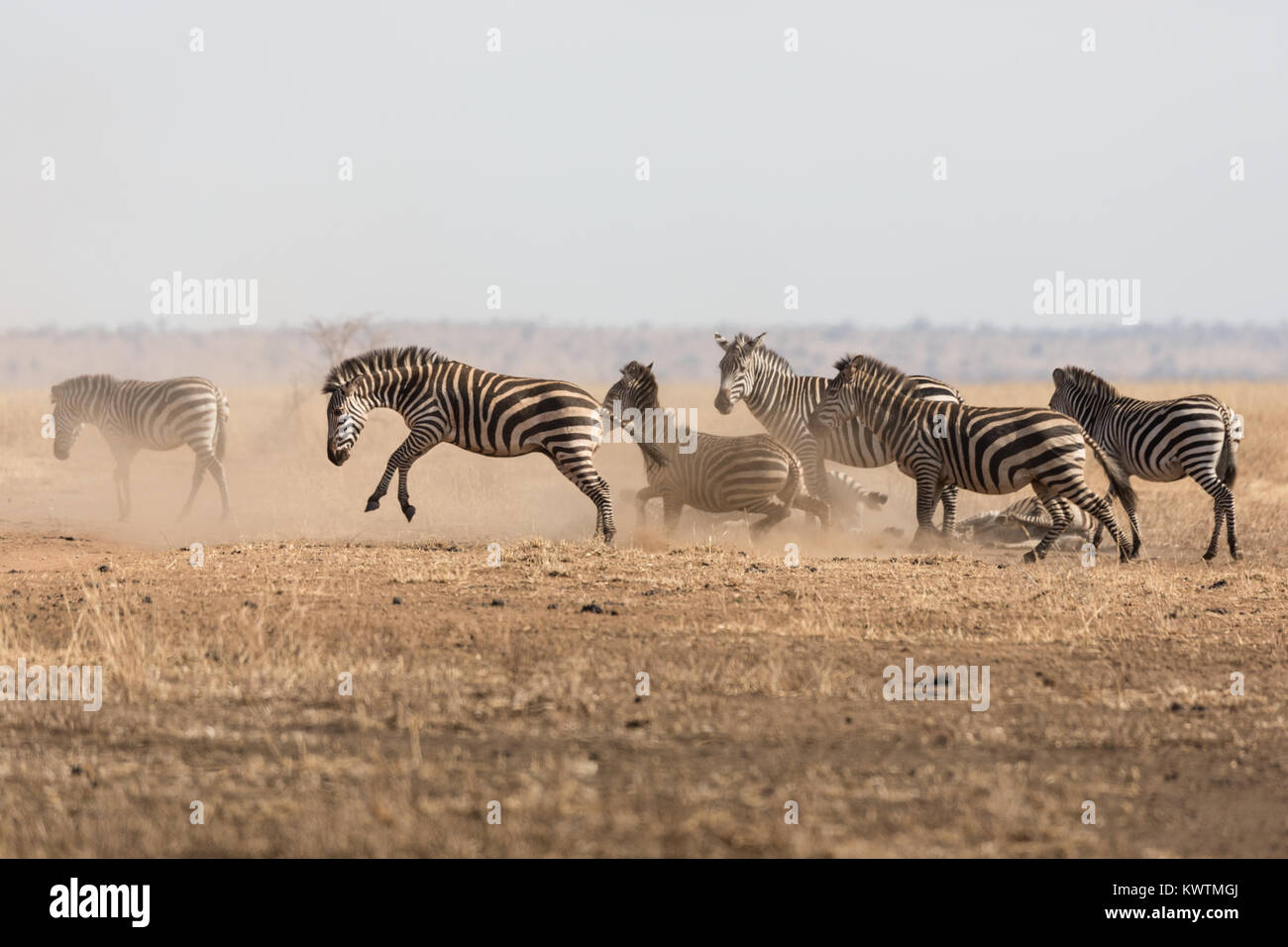 Common zebra roll in the dust Stock Photo - Alamy