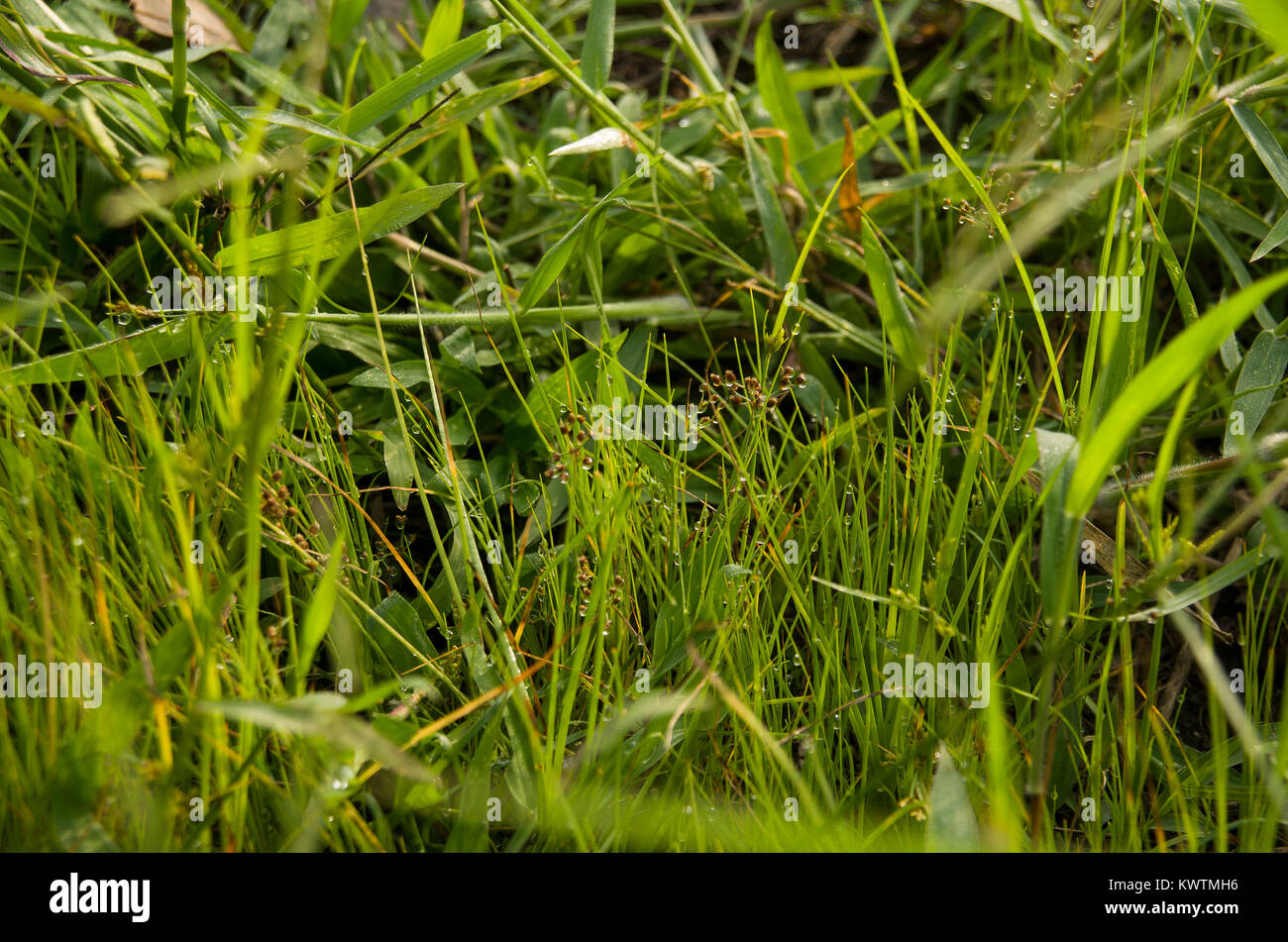 Natural texture wallpaper Stock Photo - Alamy