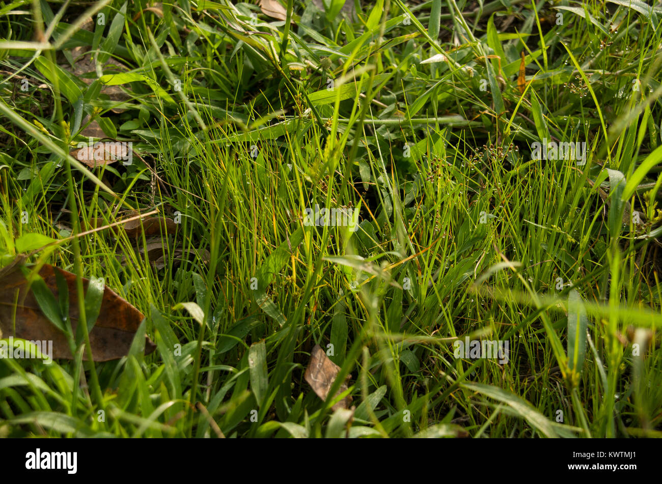 Natural texture wallpaper Stock Photo - Alamy