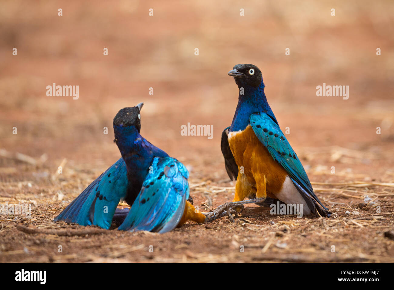 Superb starlings (Lamprotornis superbus) fighting Stock Photo - Alamy
