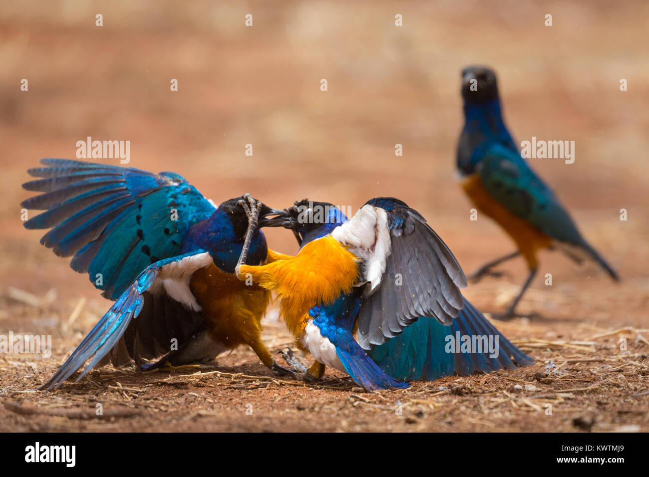 Superb starlings (Lamprotornis superbus) fighting Stock Photo - Alamy