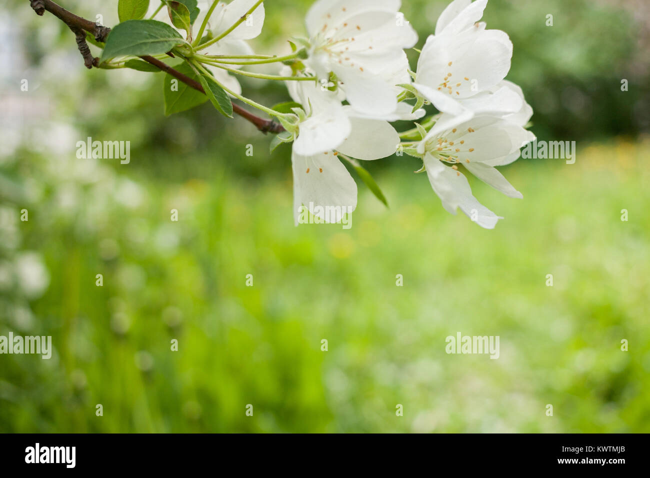 Spring background with branch of white blooming apple tree and blurred ...