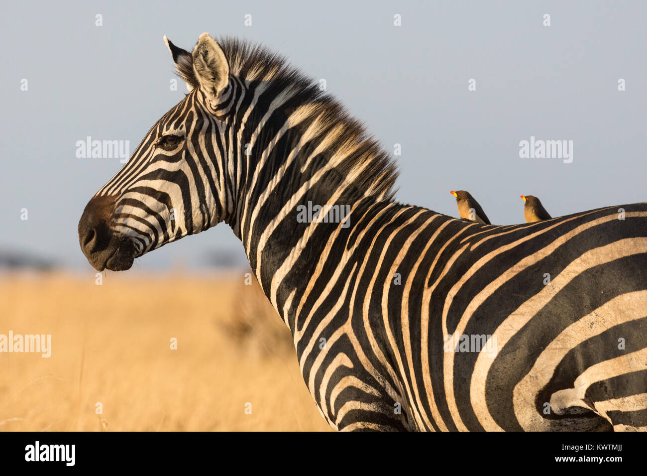 Oxpecker zebra hi-res stock photography and images - Alamy