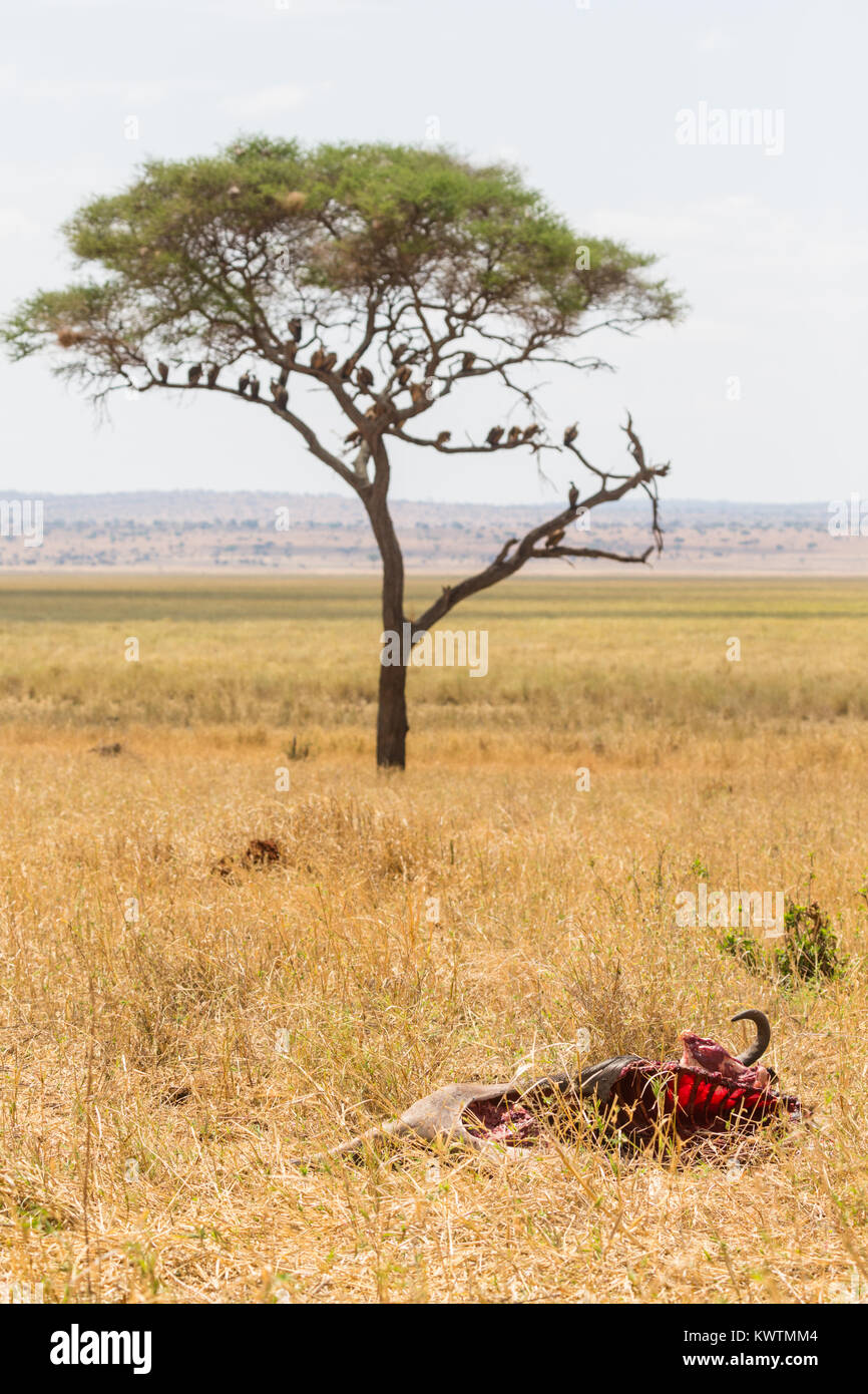 Wildebeest carcass watched by vultures in a tree Stock Photo - Alamy