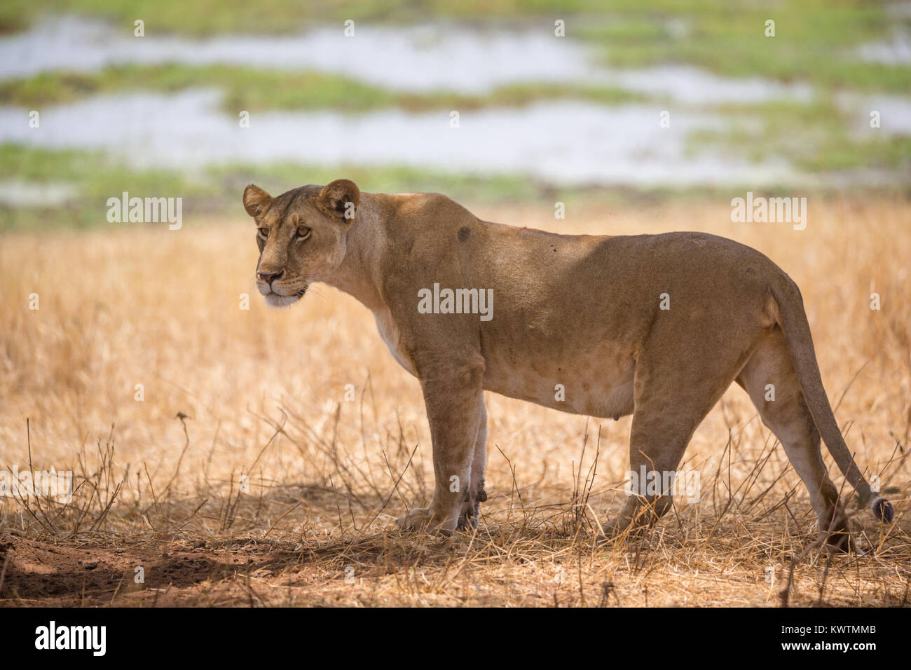Wild lioness (Panthera leo Stock Photo - Alamy