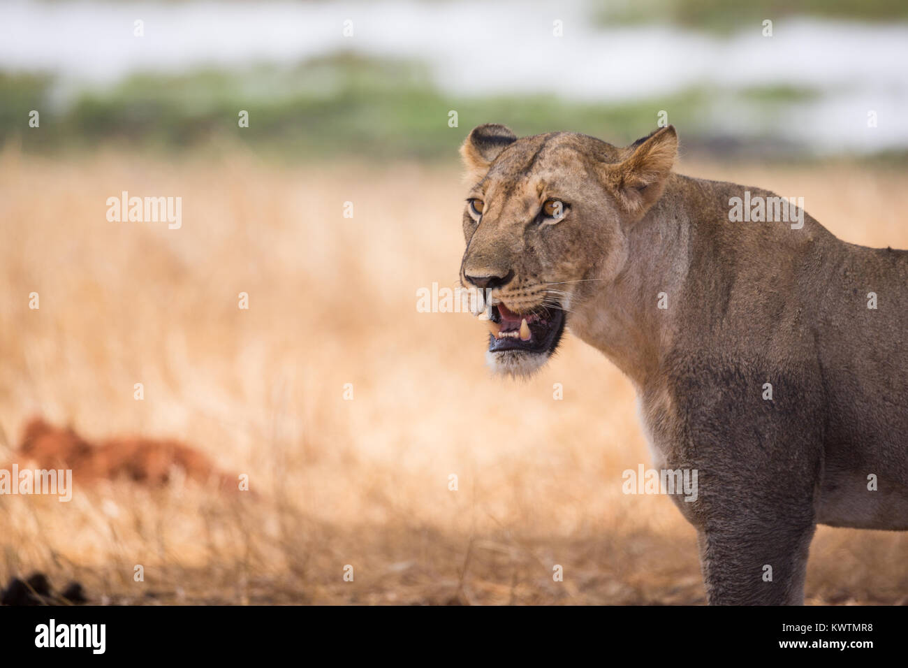 Wild lioness (Panthera leo Stock Photo - Alamy