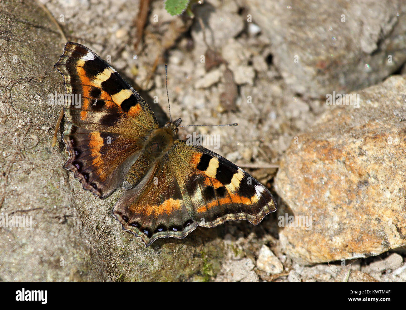Indian tortoiseshell hi-res stock photography and images - Alamy