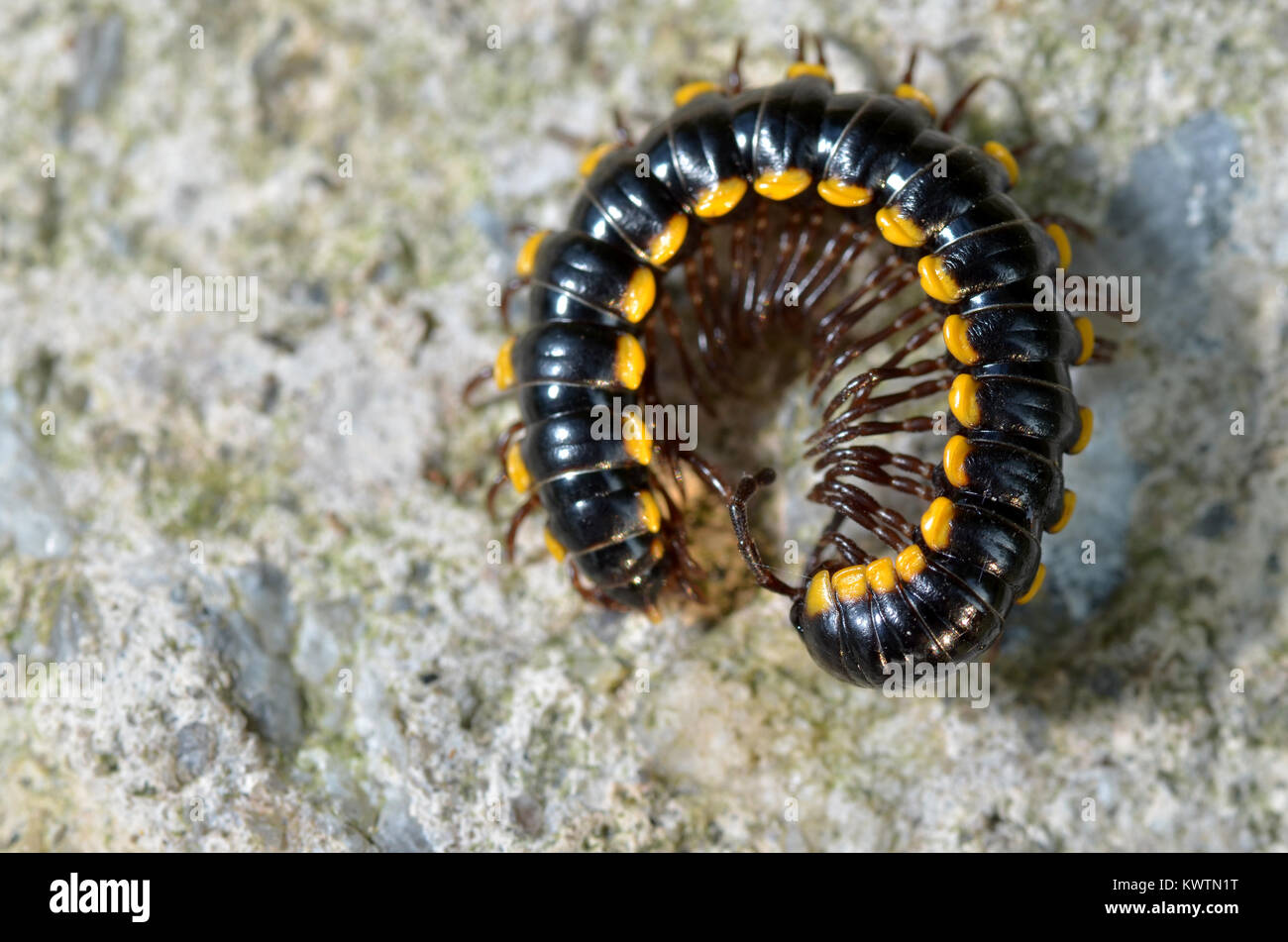 Black diplopoda arthropod hi-res stock photography and images - Alamy